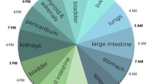 Body Organ Clock - Mt. Gambier Chinese Medical Centre
